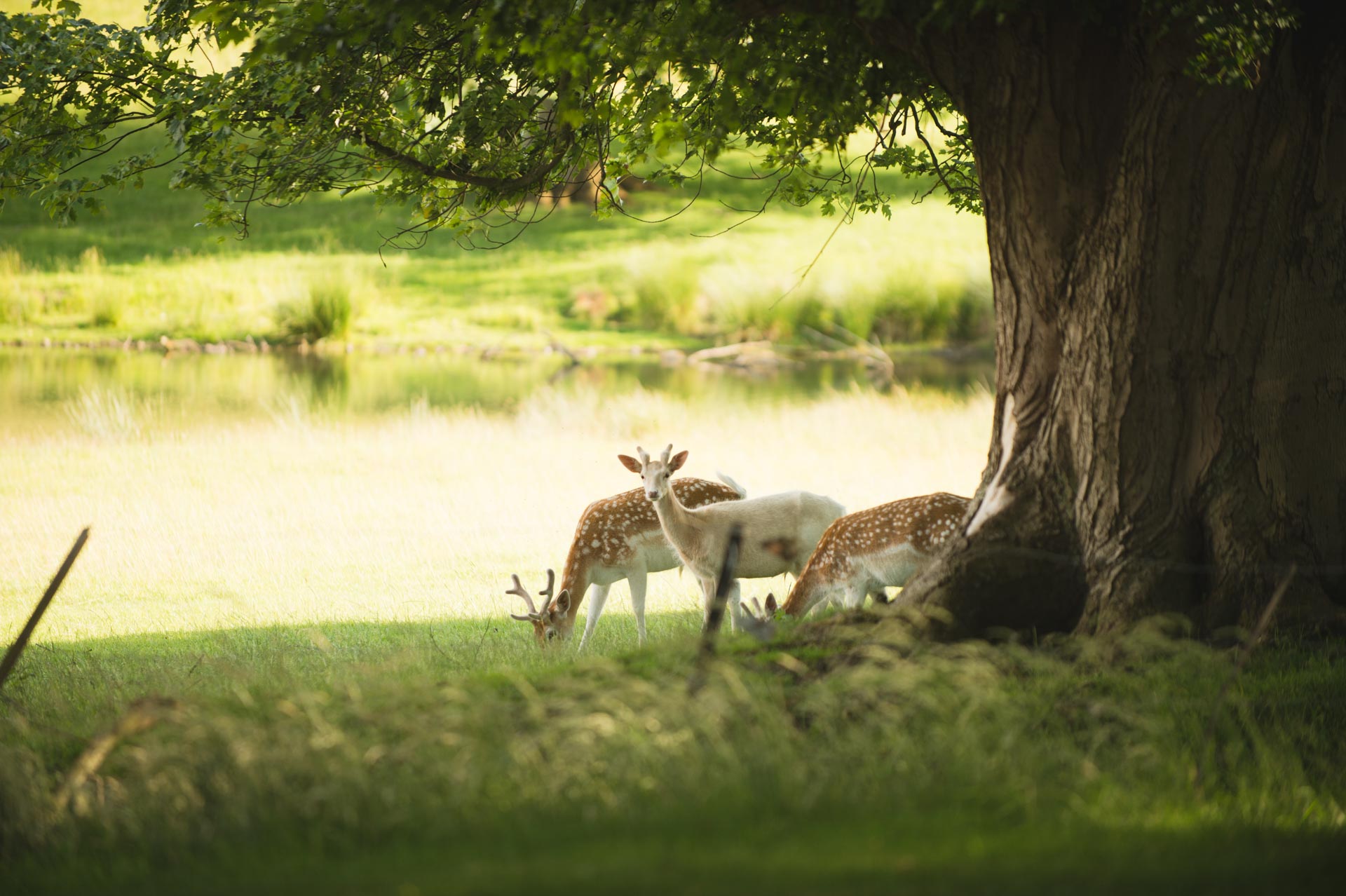 Swinton Park Hotel, in Ripon North Yorkshire, United Kingdom - Beyond ...