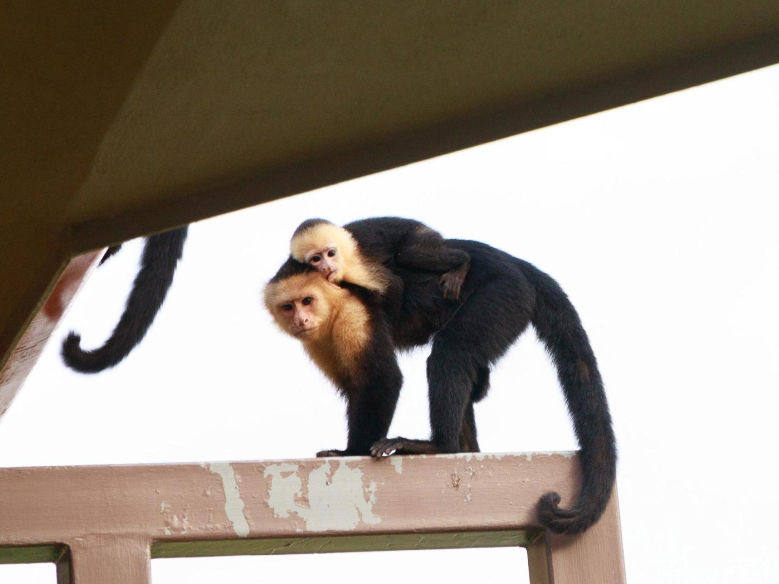 Arenas Del Mar in Costa Rica by Beyond Green - Beyond Green | Beyond Green