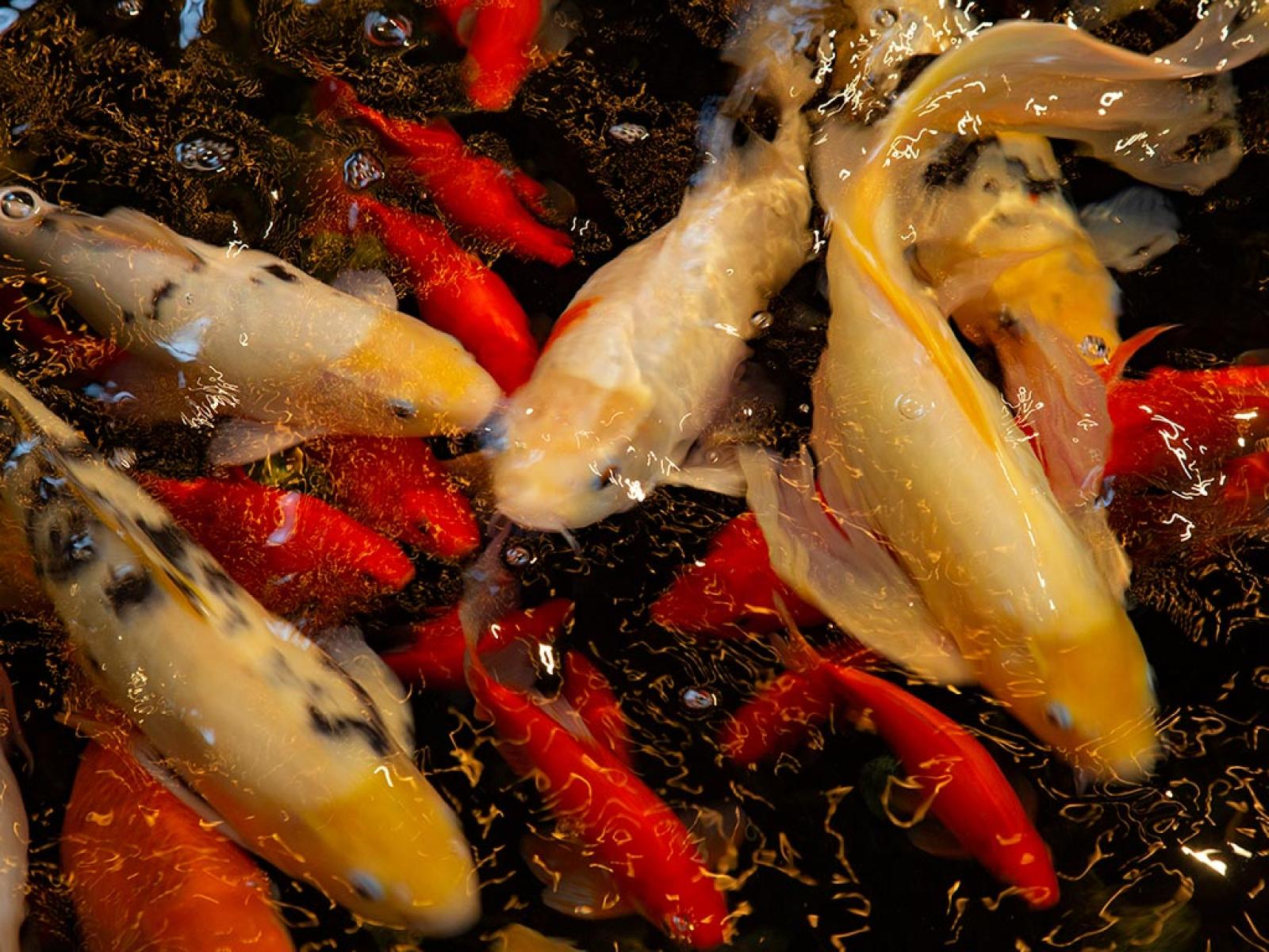 The Parkside Hotel & Spa in Victoria, Canada - Beyond Green | Beyond Green